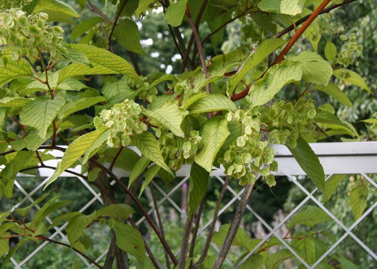 Wilfords Dreiflügelfrucht: Inhaltsstoff Triptolid mit Wirkung bei Krebs