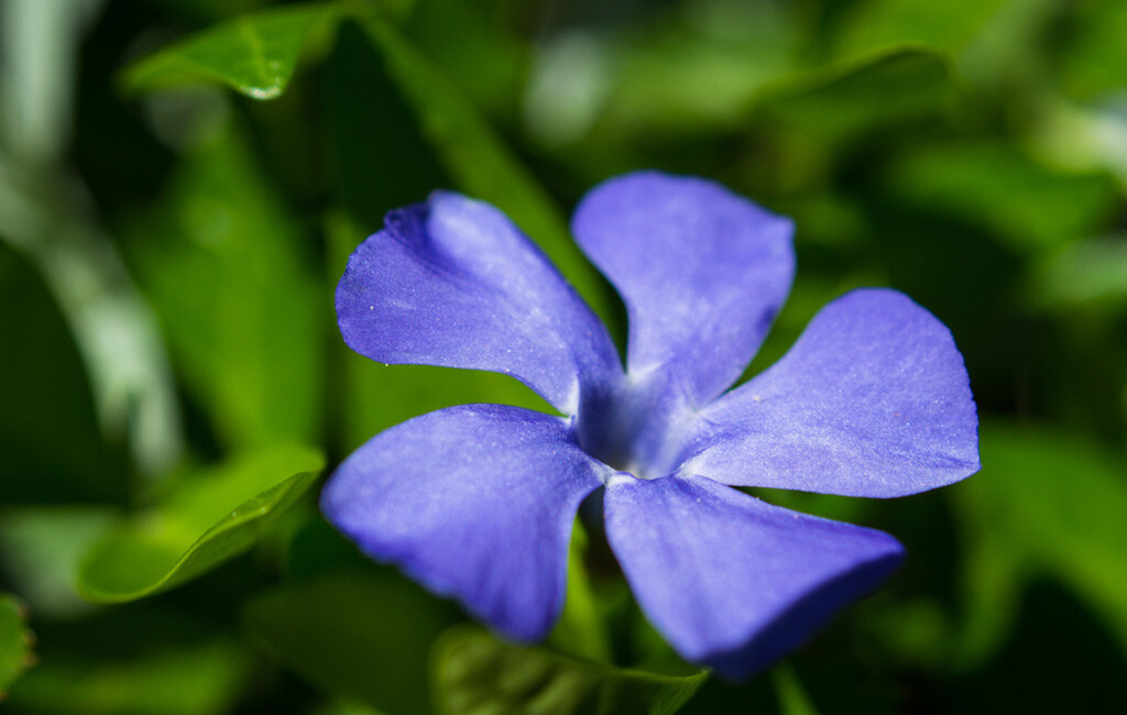 Kleines Immergrün: Vinpocetin mit Wirkung gegen Mittelohrentzündung