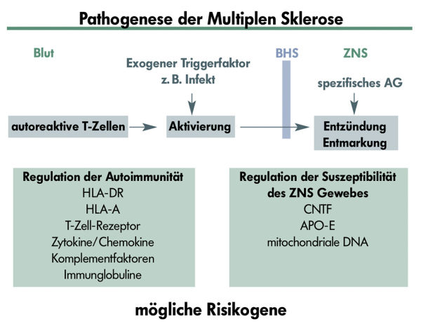 Fokus Pathophysiologie: Ursachen und Entstehung der Multiplen Sklerose