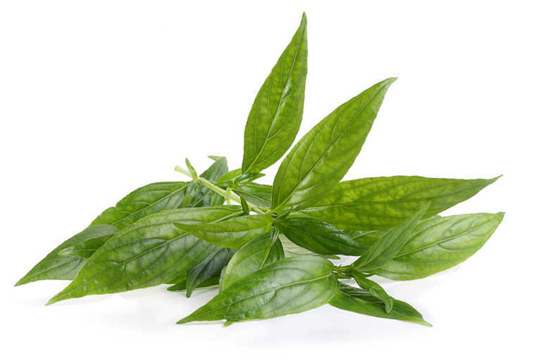 Andrographis paniculata: Heilpflanze Kalmegh erobert Westen