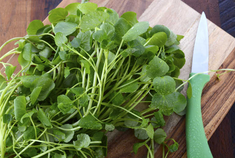 Impetigo contagiosa – Haut- und Weichteilinfektionen