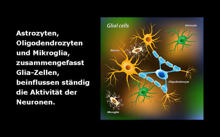 Astrozyten beeinträchtigen das Gedächtnis - MedMix