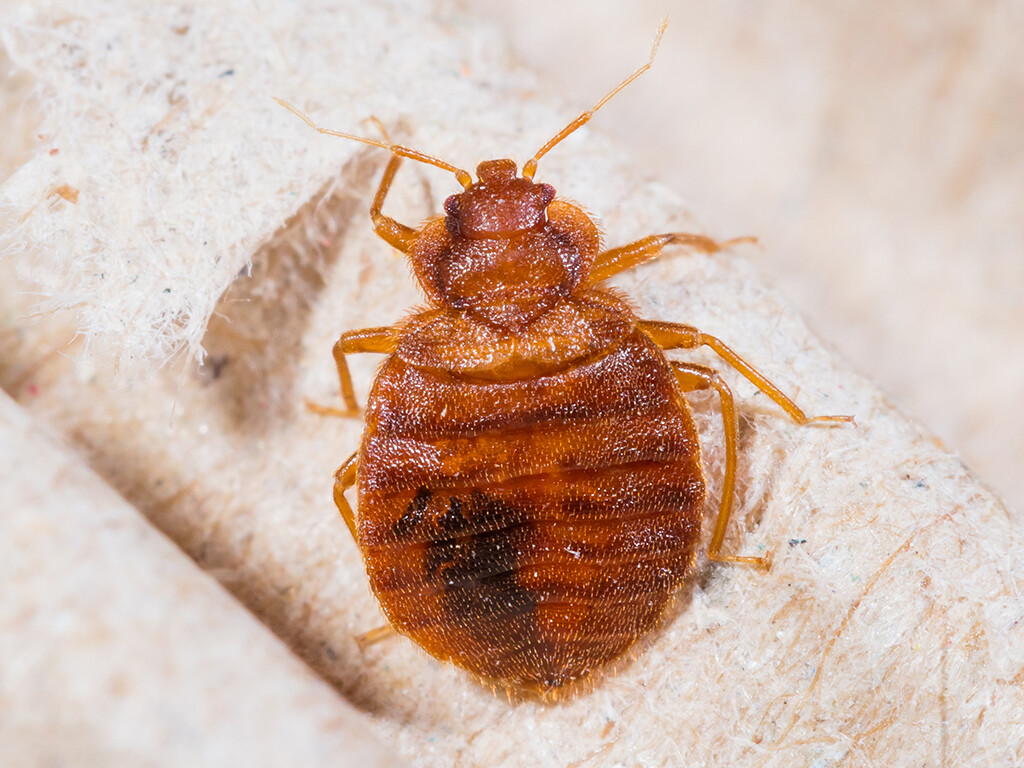 Die Verbreitung der Bettwanzen wird weltweit immer stärker