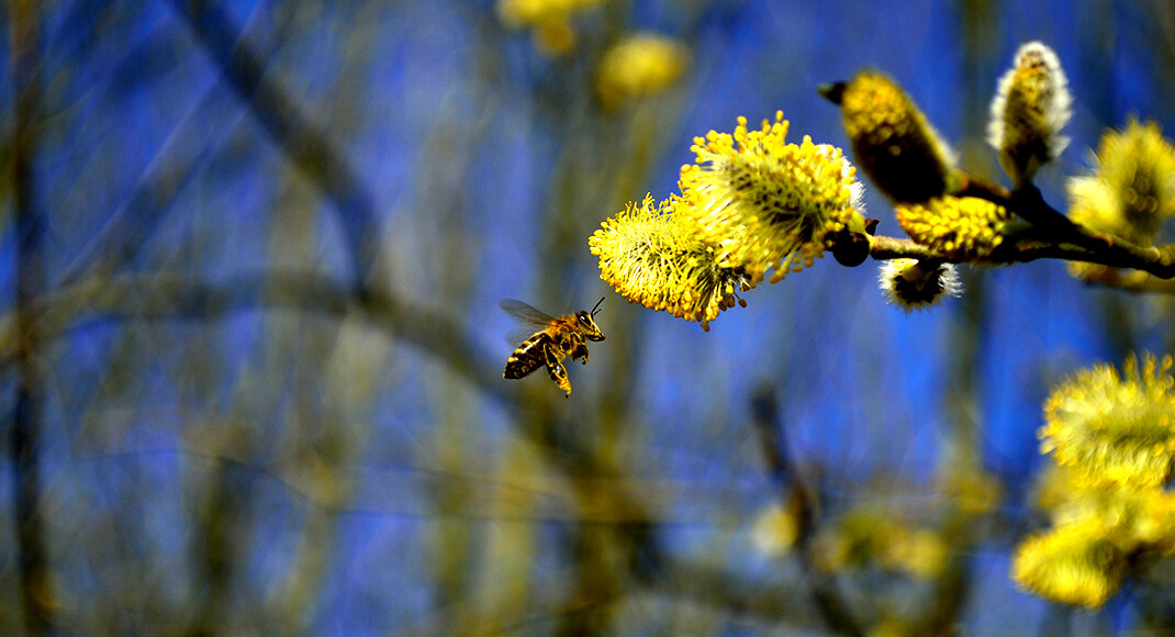 Pollenallergie mit einigen grundlegenden Tipps entgegenwirken