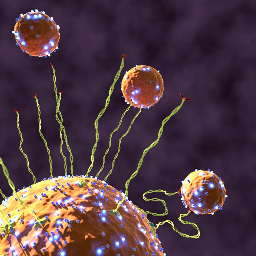 Flexibilität der Vesikel in Zellen - MedMix