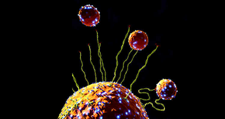 Flexibilität der Vesikel in Zellen - MedMix