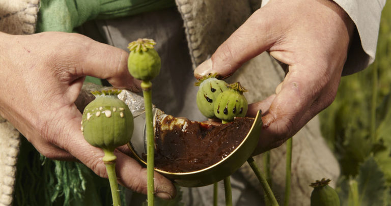 Heilpflanze Mohn (Mohnsamen): gesundes Lebensmittel und Heilwirkung