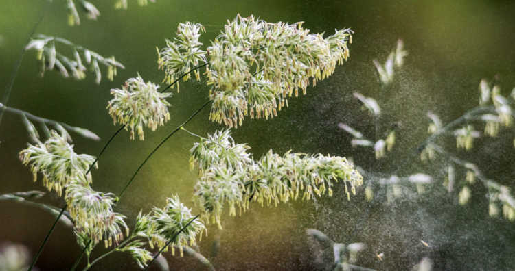 Pollenflug: Welche Haftmechanismen die Pollen einsetzen