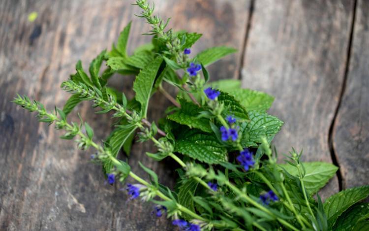 Die Heilpflanze Ysop zeigt auch Wirkung als Stimmungsaufheller