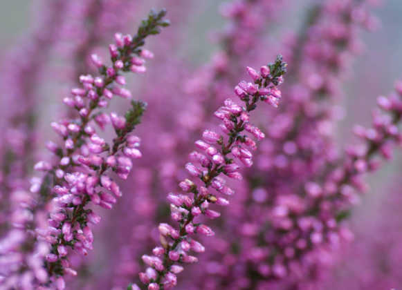 Das Heidekraut: eine vergessene Heilpflanze mit vielfältiger Wirkung