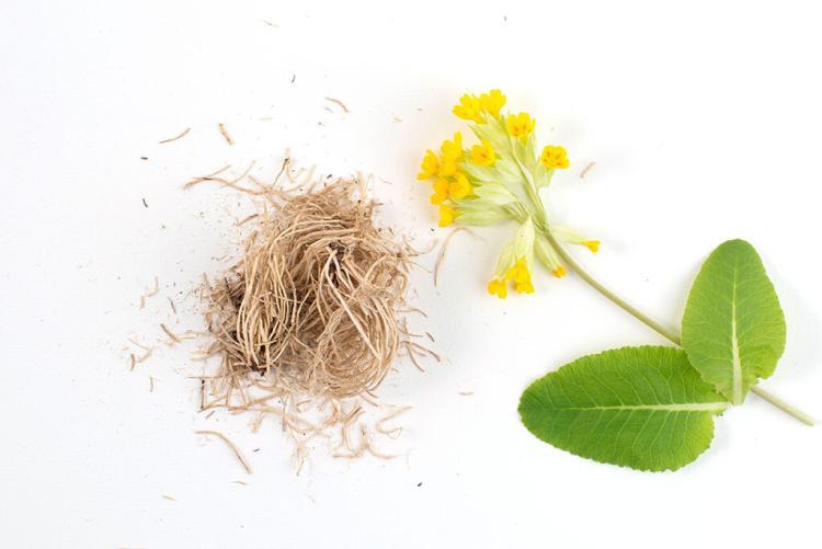 Primel, Primelwurzel, Schlüsselblumenblüten, gegen Husten & Co.